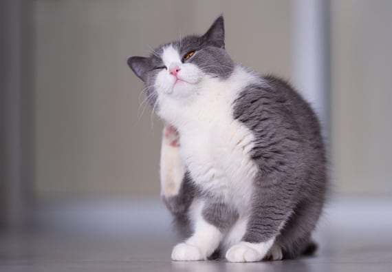 Common Cat Flea | Updated in 2025