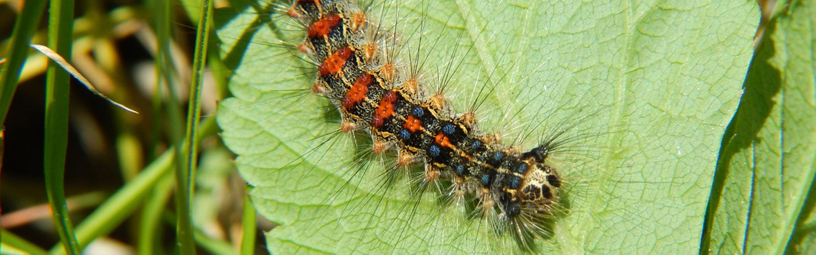 Gypsy Moth Control And Treatments For The Yard And Garden, 52% OFF