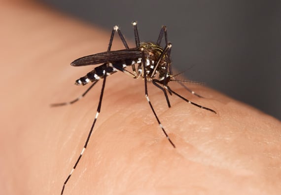 2021 Mosquito Forecast - Updated for February 15, 2023 - Pests.org