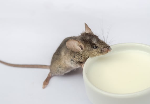 Mice Droppings – Identification, Risks, Dangers - Updated for 2025 ...