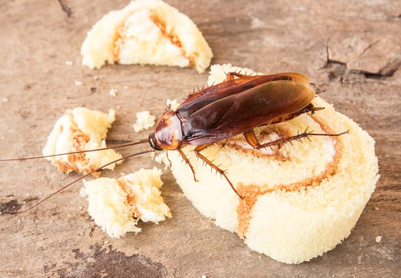 The Link Between Pests And Foodborne Illness - Updated for February 27 ...