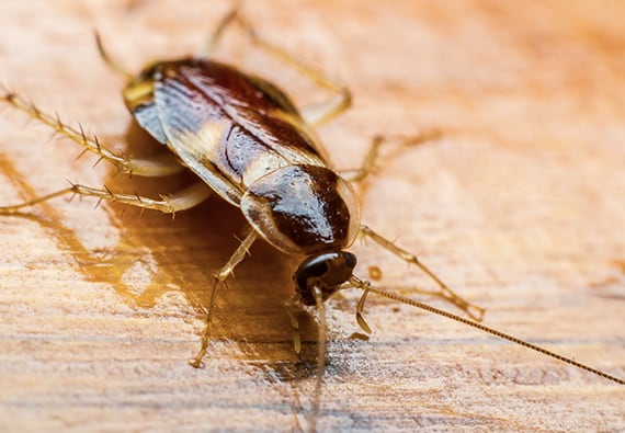 How to Get Rid of Roaches | Pests.org