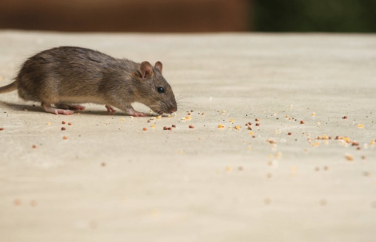 Mice Droppings – Identification, Risks, Dangers - Updated for 2025 ...