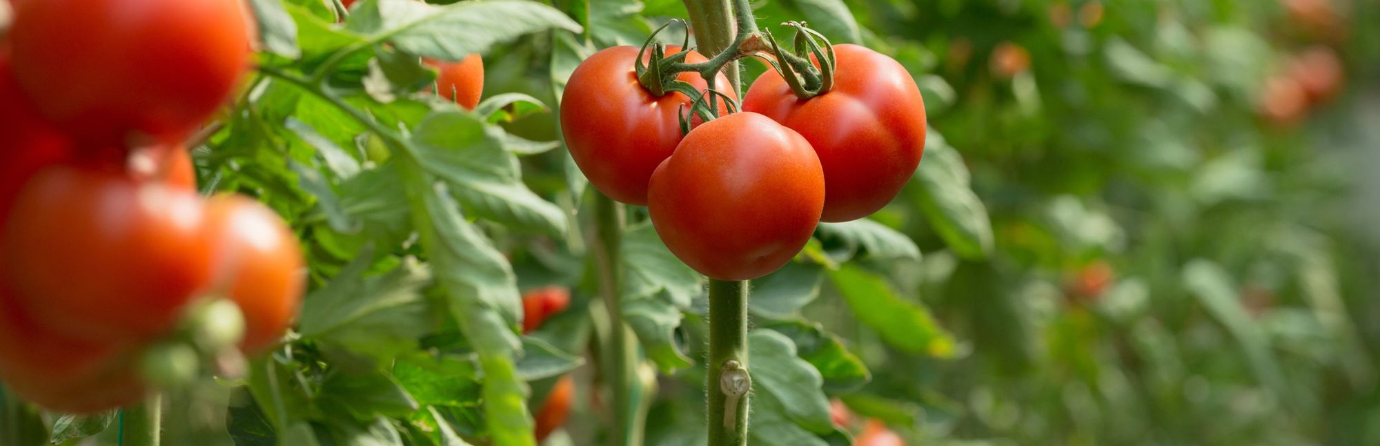 When And How To Use Liquid Fertilizers And Natural Bug Repellents ...