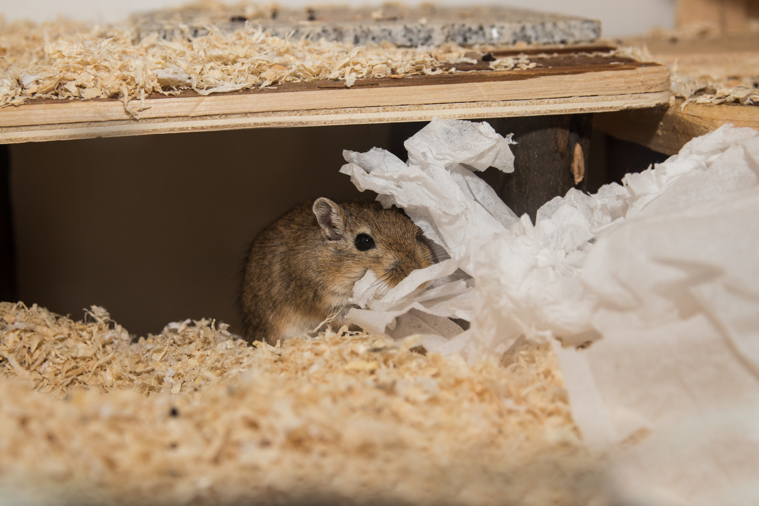 Rodent Season Is Here: What Every Homeowner Should Do Before Winter ...