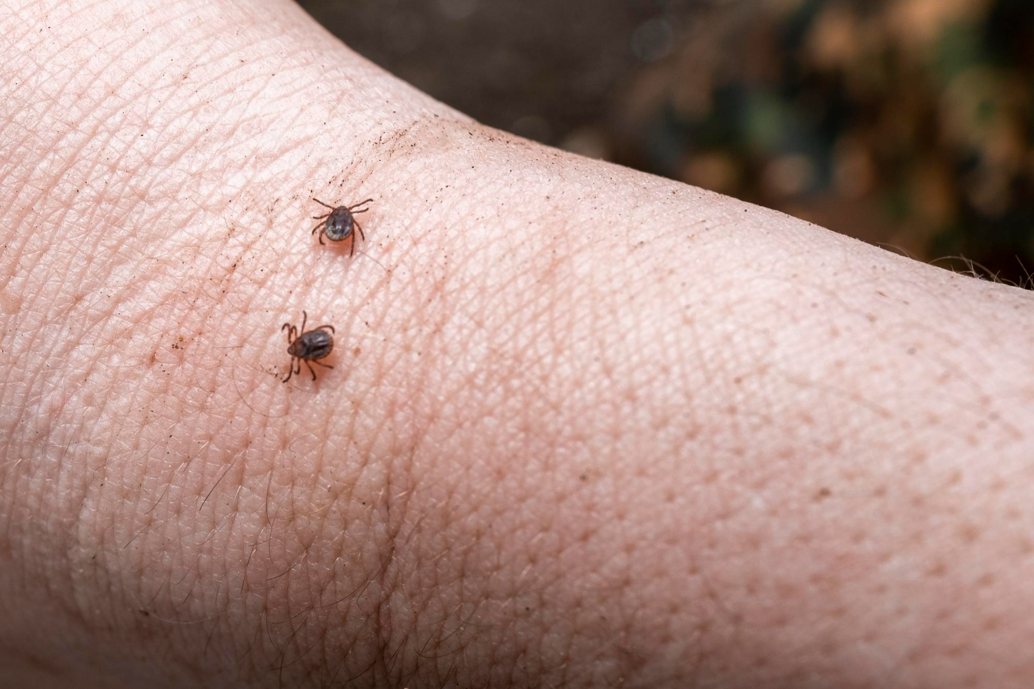 Most Misdiagnosed Pest Problems: When It's Not What You Think - Updated ...